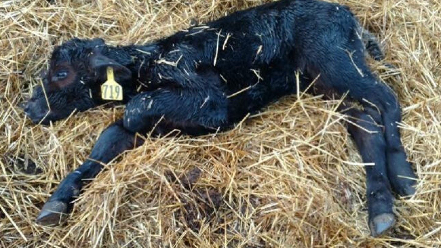 Mating Decisions for Beef x Dairy Crosses Just as Important as ...