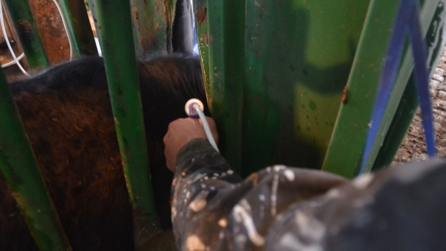 Proper Injection Sites to Remember at Calf-working Time - Drovers