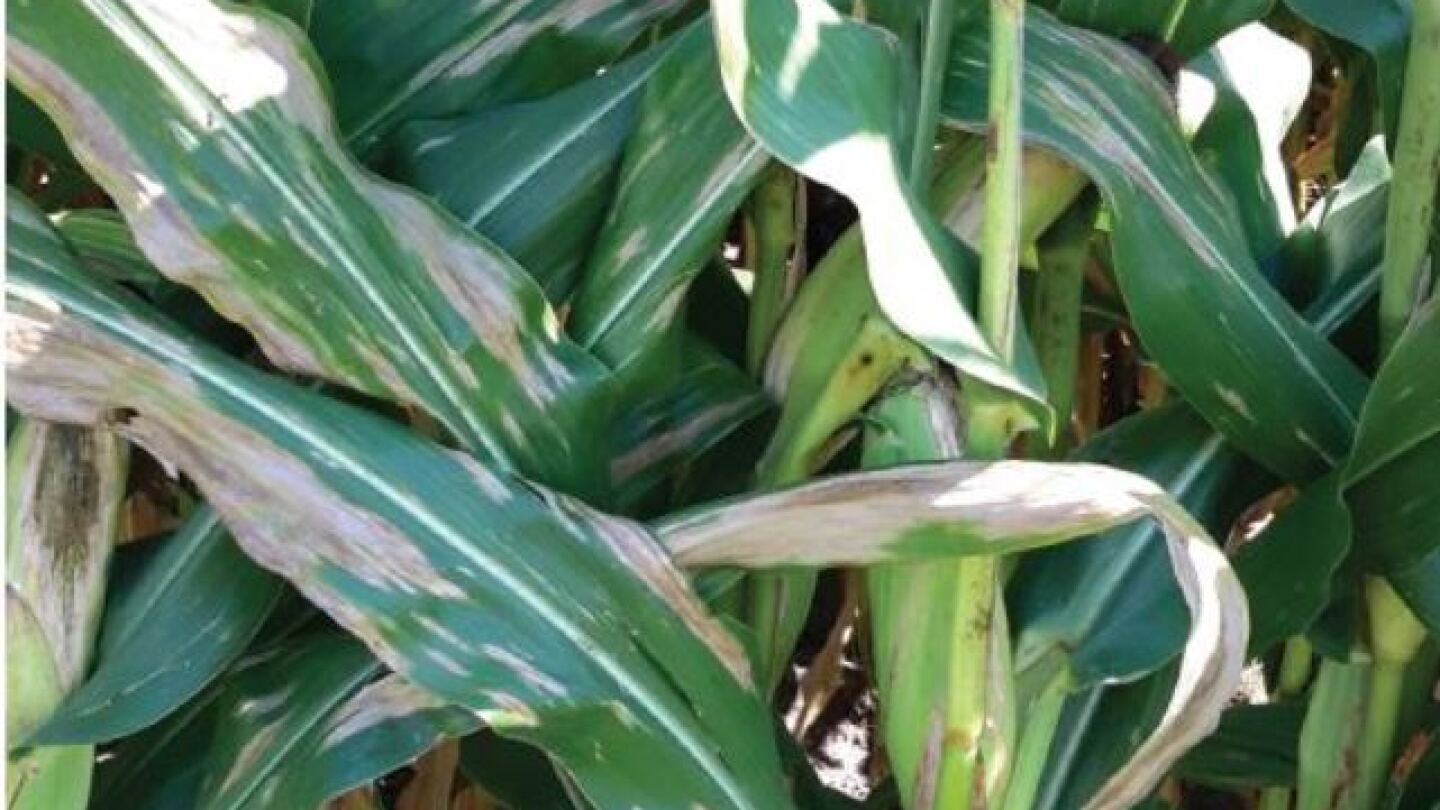 NAICC: A Slow Start to the 2017 Crop - AgWeb