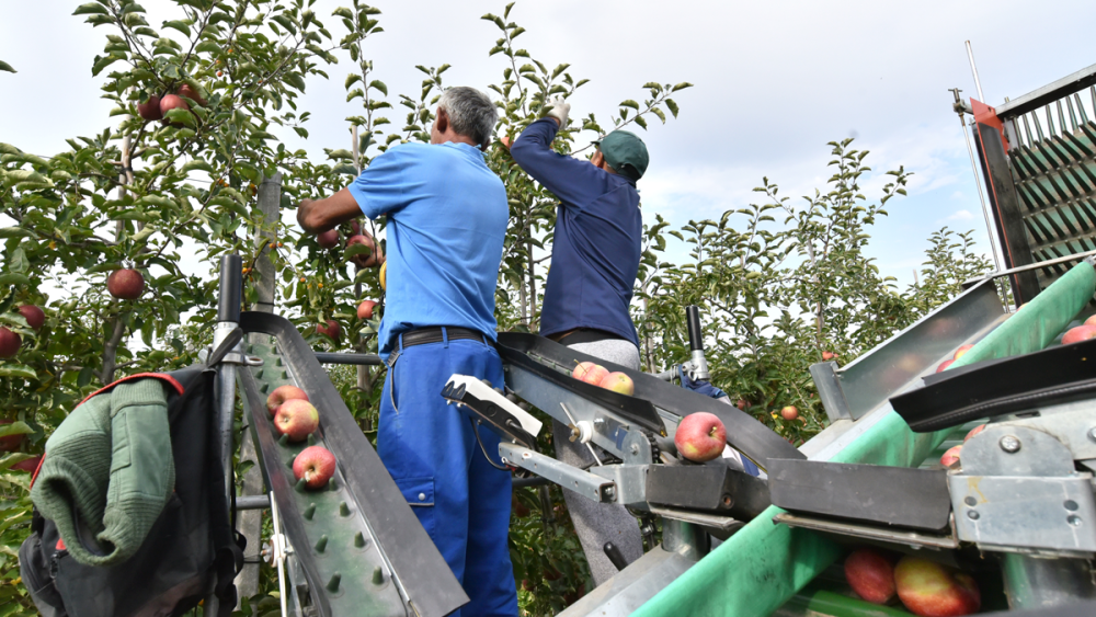 Martori Farms expanding melon operations in California - The Packer ...
