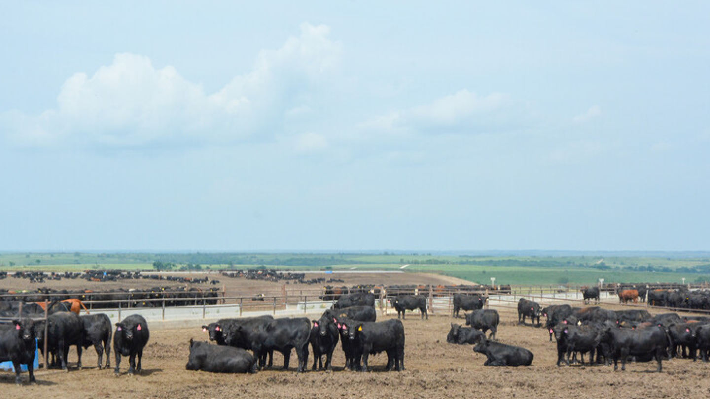 Optigrid 45 Receives Combination Approvals For Finishing Feedlot Cattle