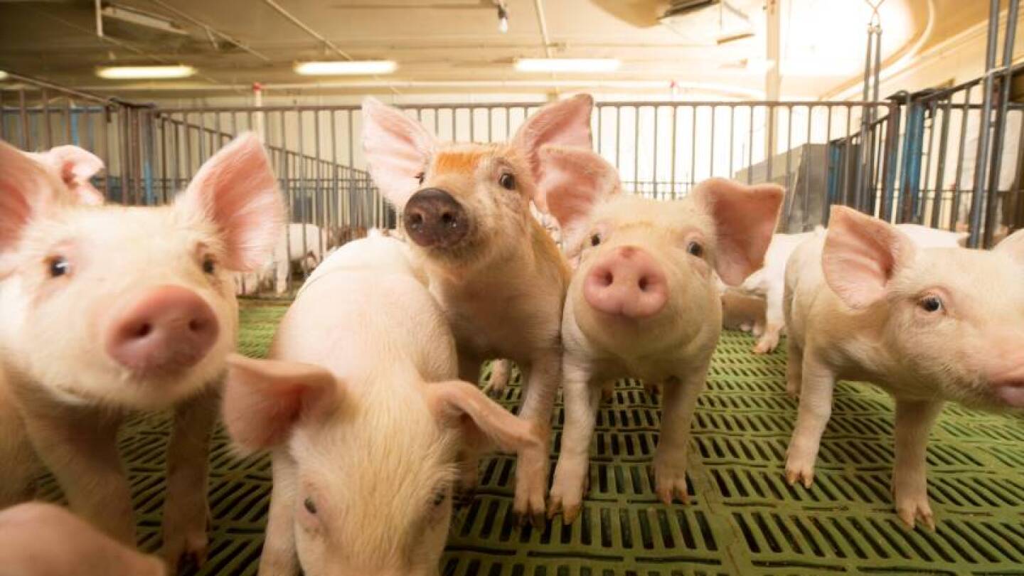 Swine Industry Needs a Strategic Plan - Pork Business