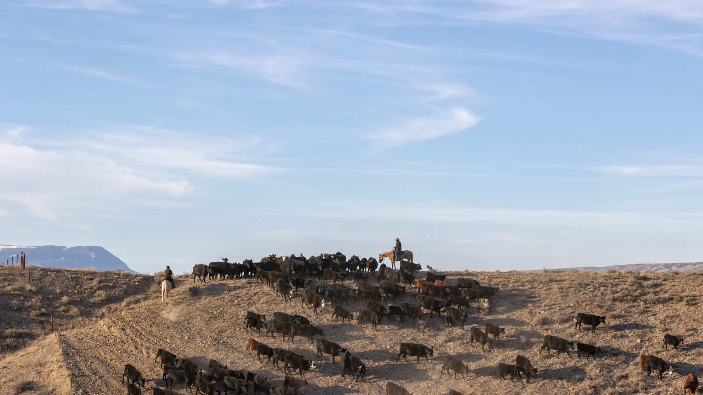 Neogen Launches Enhanced Igenity® Beef Genomic Profile - Drovers