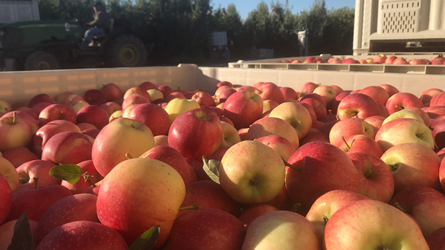 Washington Fruit & Produce, Yakima Fresh merge - The Packer