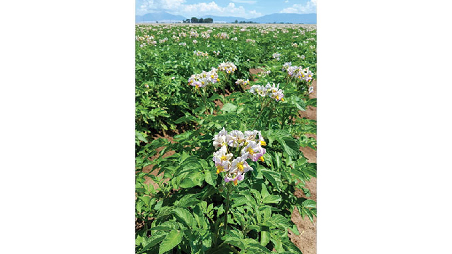 San Luis Valley potato suppliers anticipate good year in 2020 - The Packer