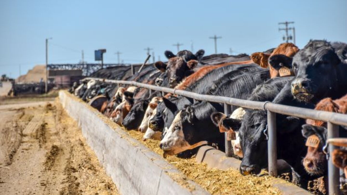 Cash Fed Cattle Steady, Feeder Cattle and Calves Post Significant Gains ...