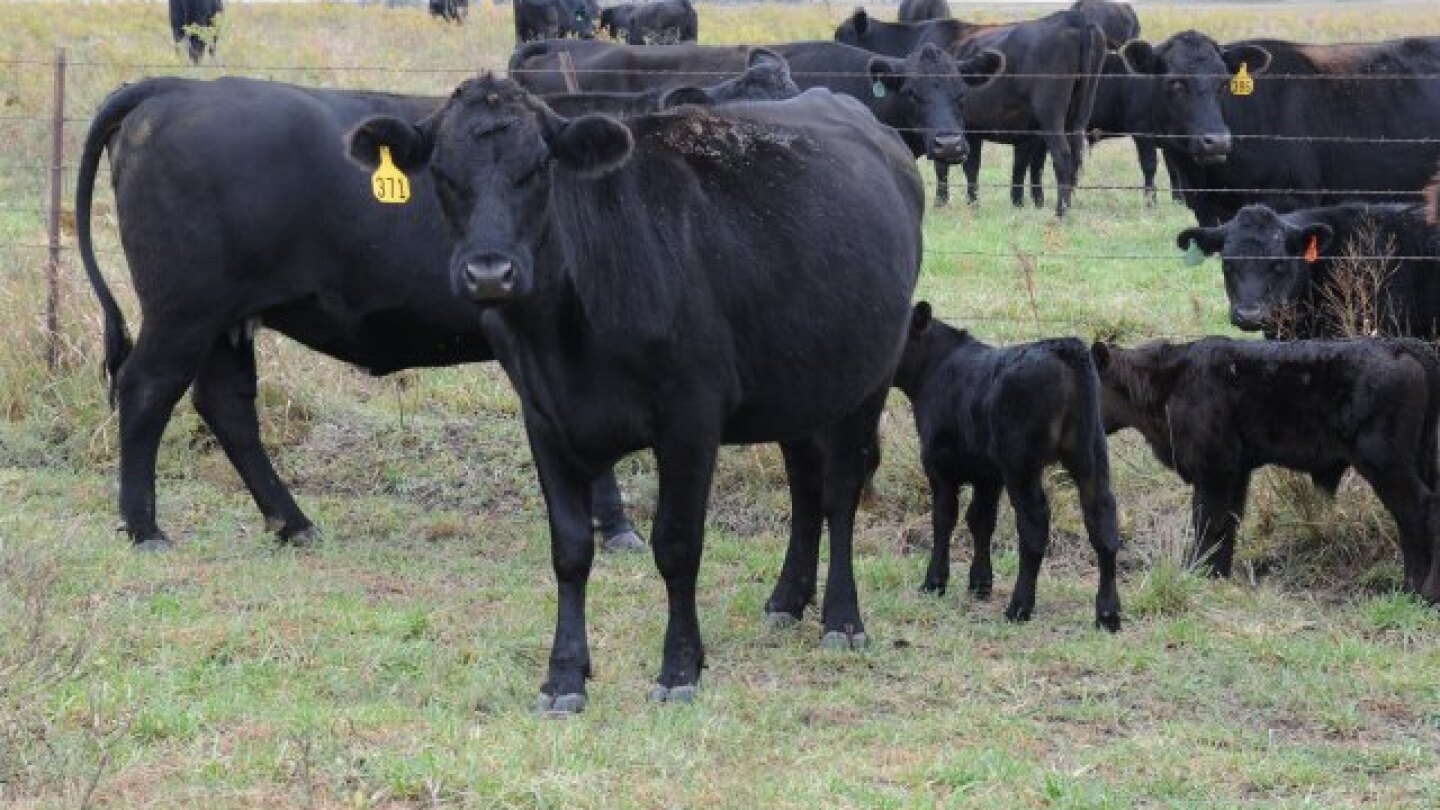 Be Prepared to Assist During Calving: Part 2 - Drovers