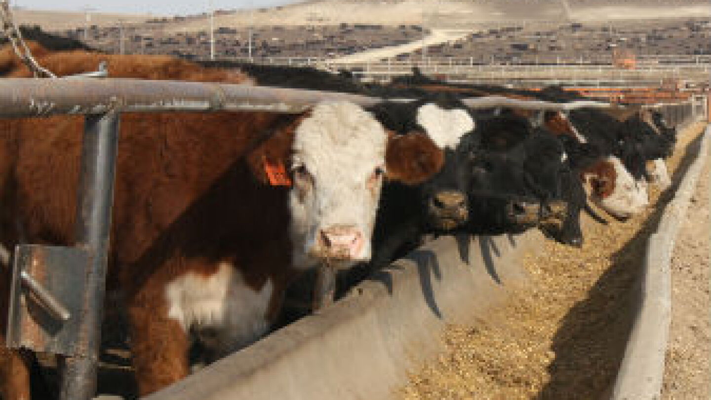 Profit Tracker: Packer/Feeder Margin Spread Flips To Favor Feeders ...