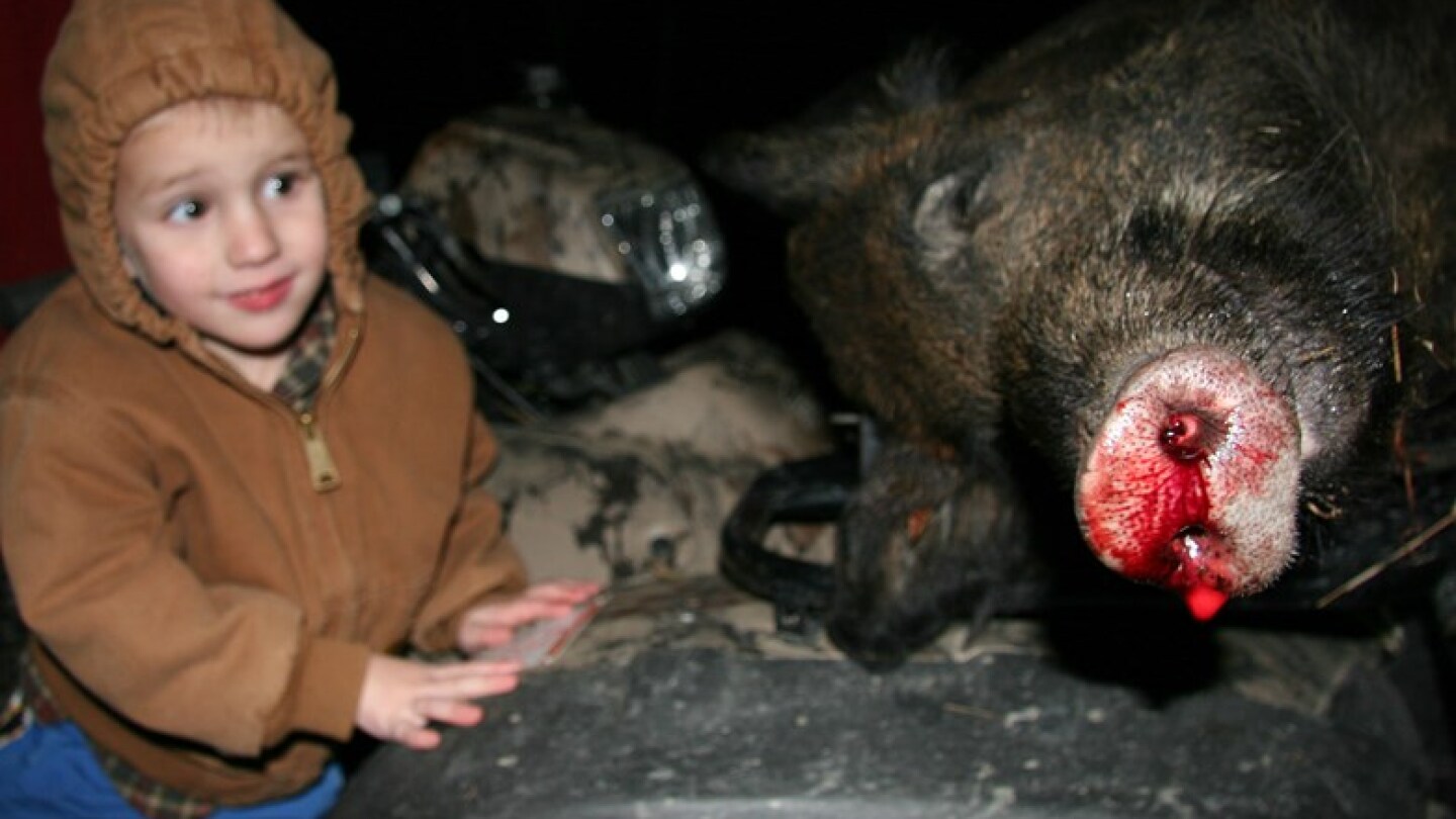 Wild Pig Bomb Still Rocking Agriculture - Pork Business