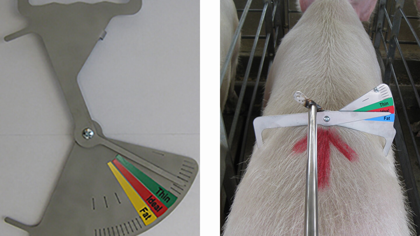 Livestock Judging Sparks Idea for Tool That Saves Pig Famers Money ...