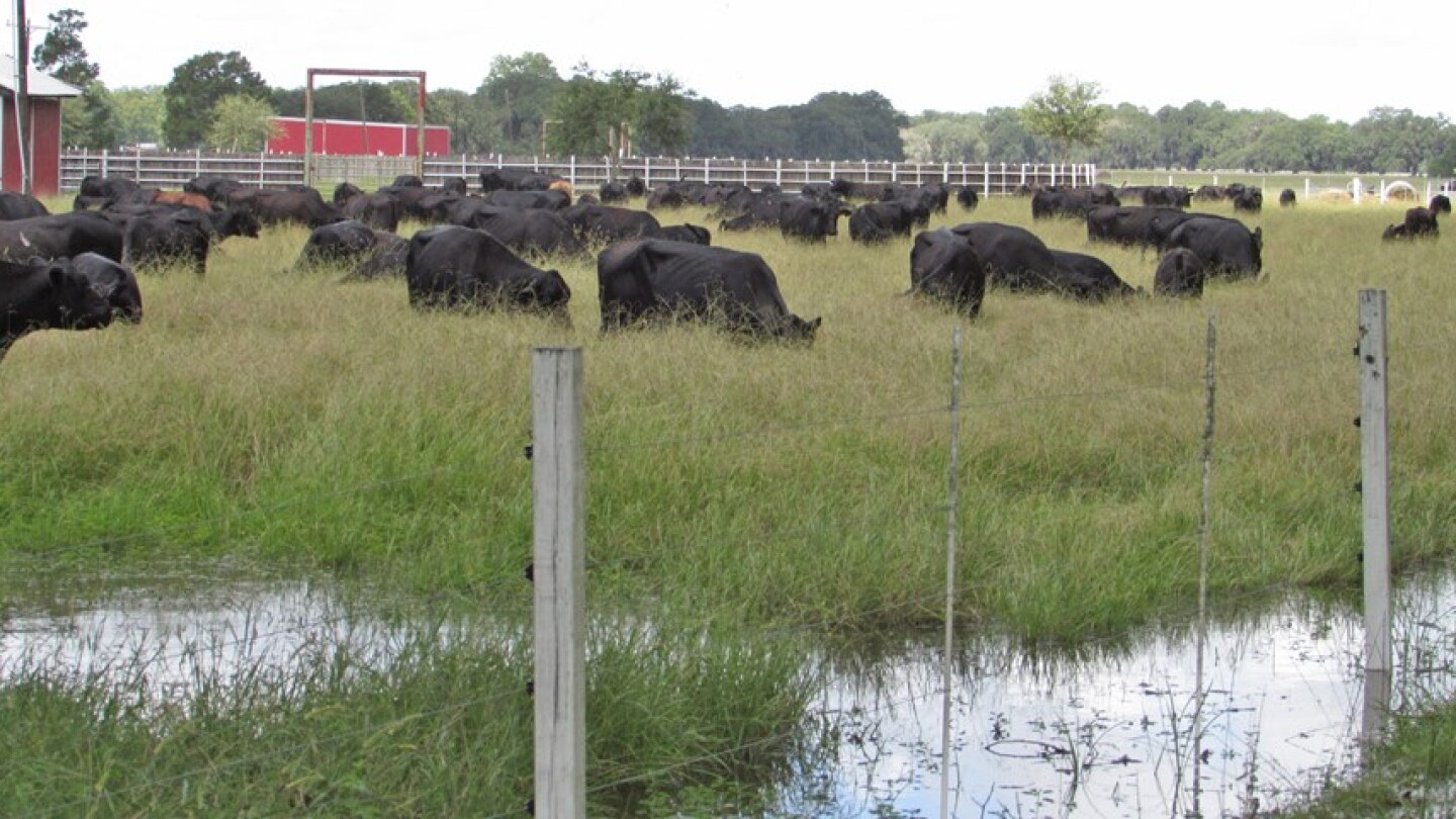 Louisiana Ranchers Rescue Cattle from Floods - Drovers