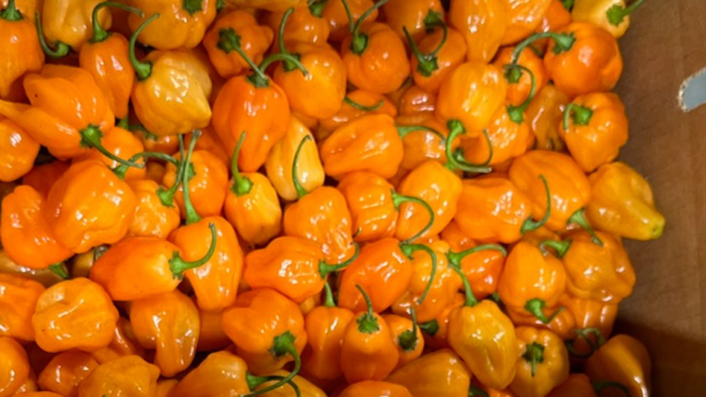 A look at Rich River Produce's early start to Mexican produce season ...