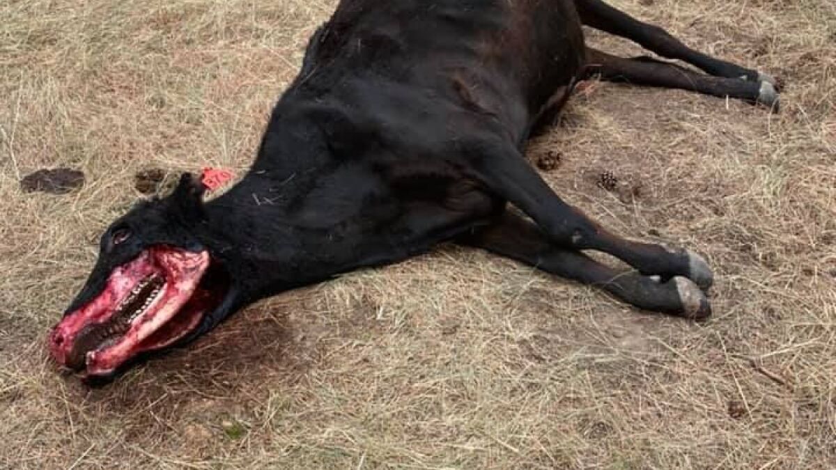 slaughtered cow case