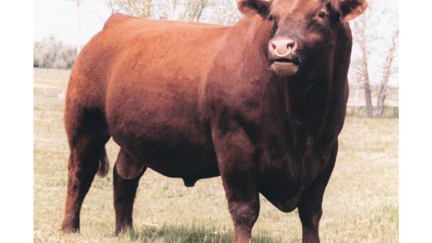 Keep the Long-Term in Mind with Every Genetic Decision - Drovers