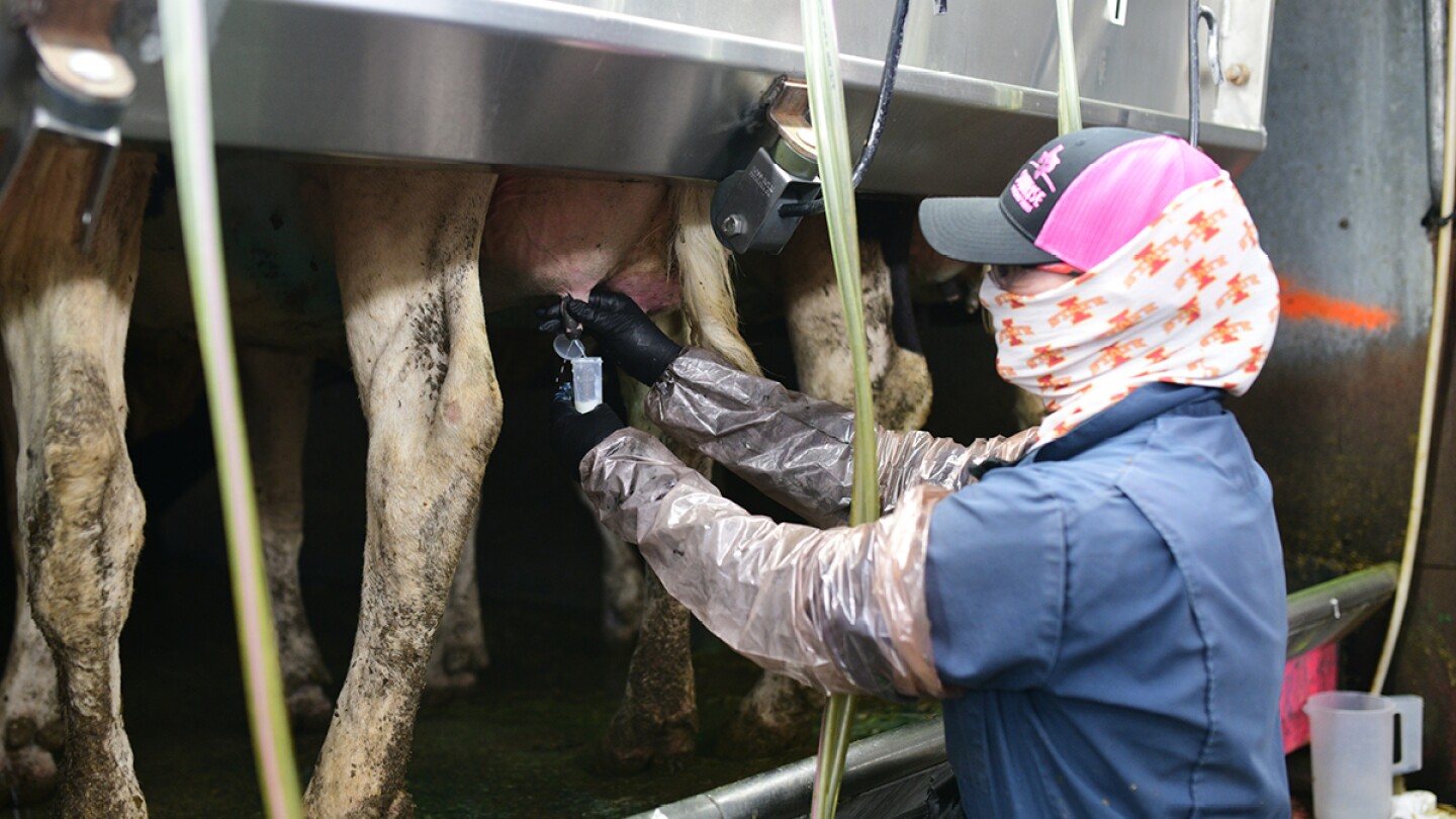 USDA Opens Applications for New HPAI H5N1 Milk Loss Assistance