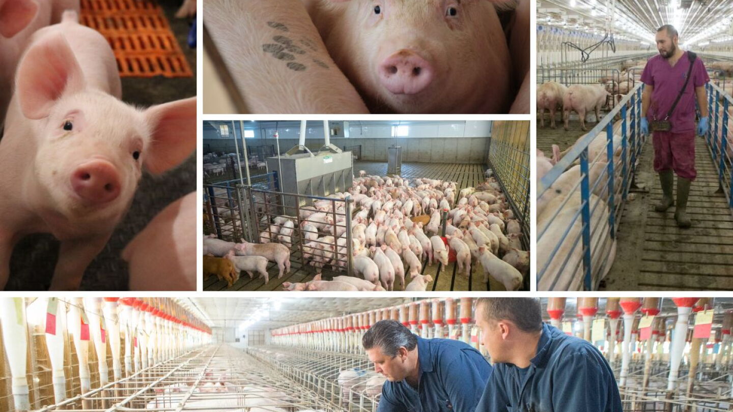 Pork Industry Outlook Improving in 2025, Cook Says - Pork Business
