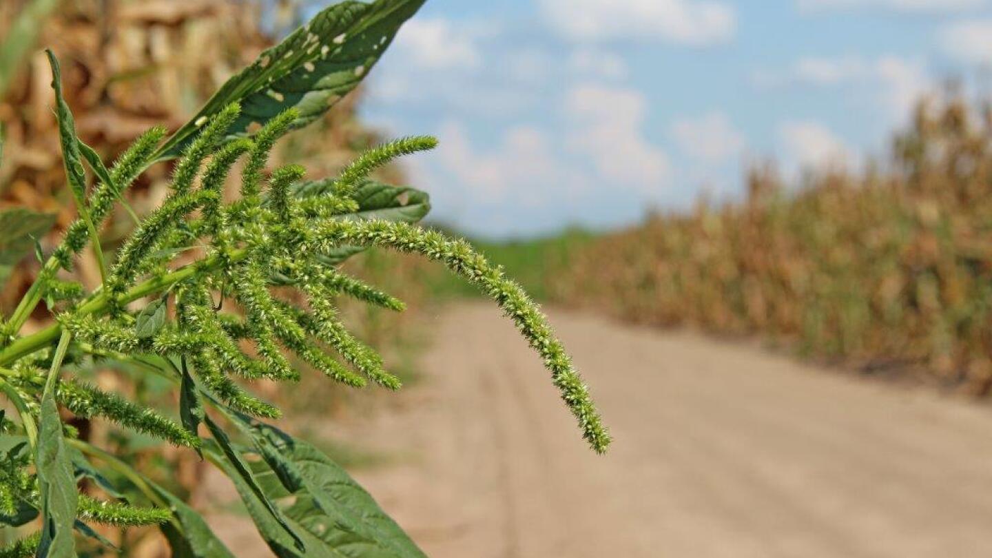 Killing the Weed King: Could Groundbreaking Pollen Technology Control ...