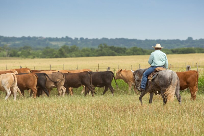 Making herd genetic advancements is a benefit to cattlemen and ...