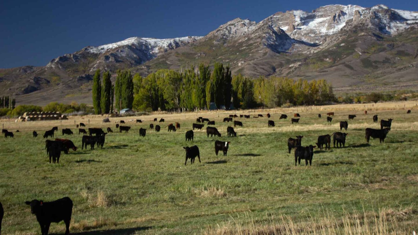 Montana Co-op to Open Meat Processing Facility - Drovers