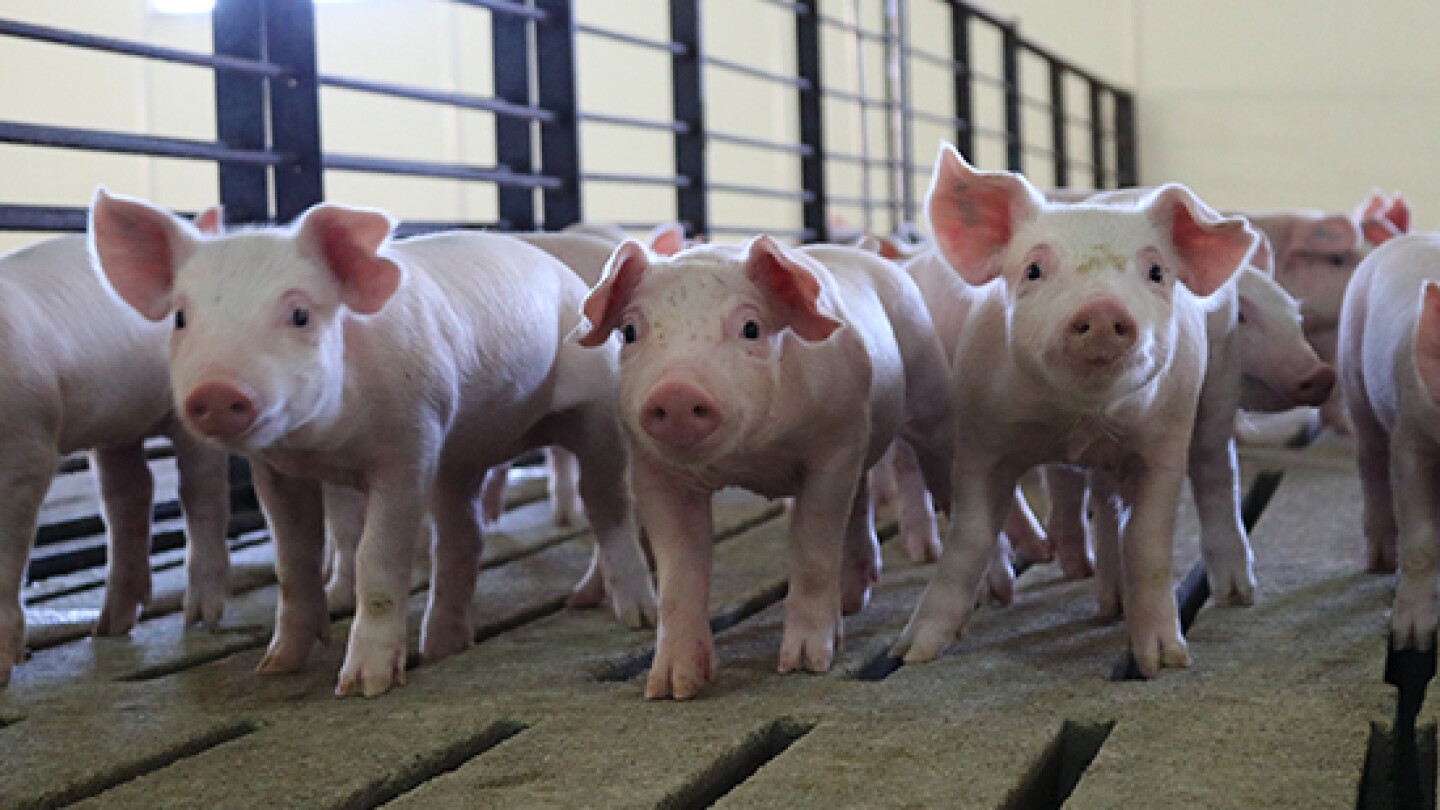 US Swine Health Improvement Plan is Top Priority, Adams Says
