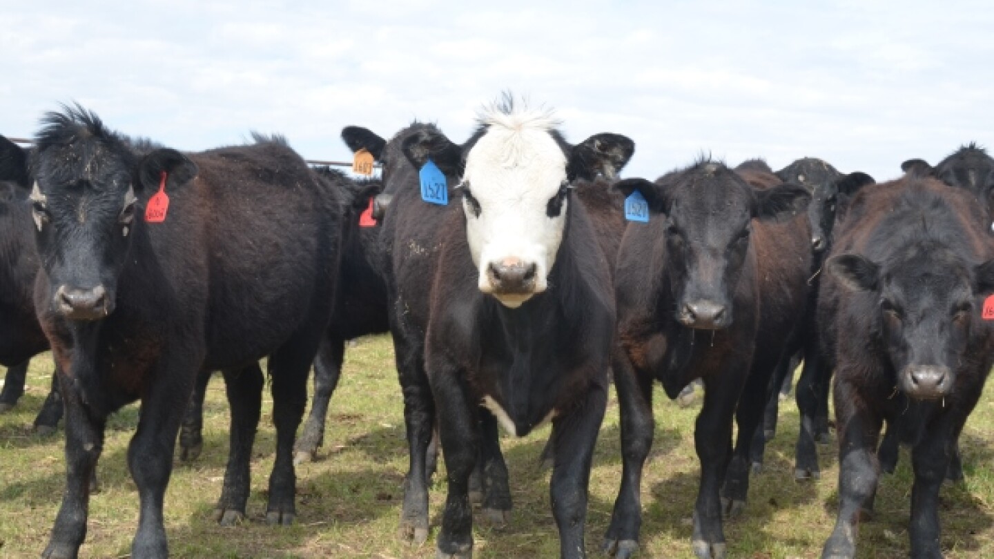 K-State Beef Stocker Field Day Scheduled for Sept. 28