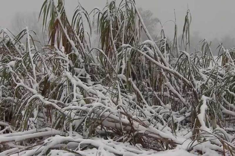 Standing Sugarcane Dealing With Cold Temperatures - AgWeb