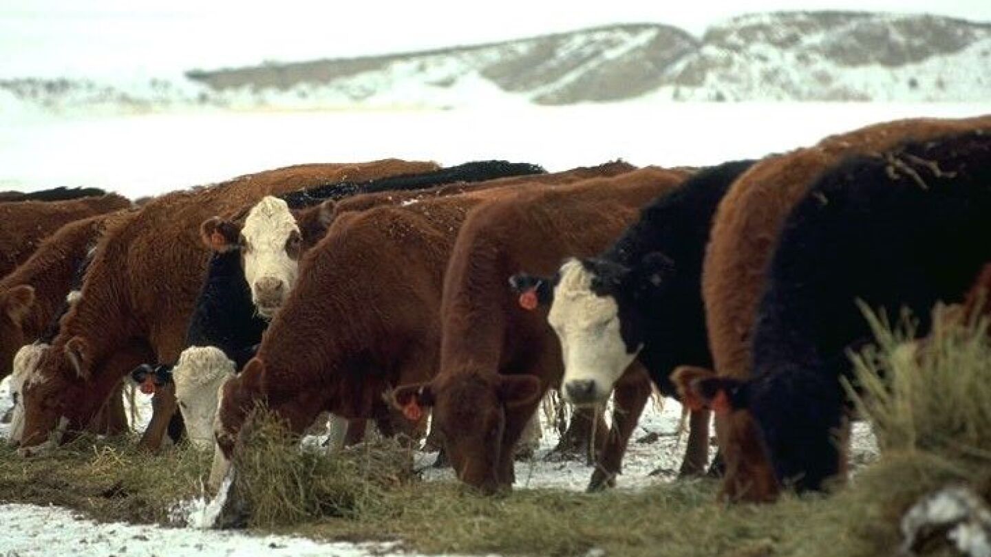 CattleFax Cow-Calf Survey Released - Drovers