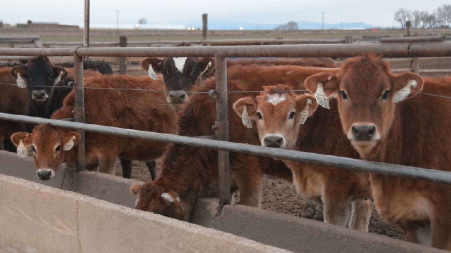 California Governor Backs Rules on Cow, Landfill Emissions - The Packer
