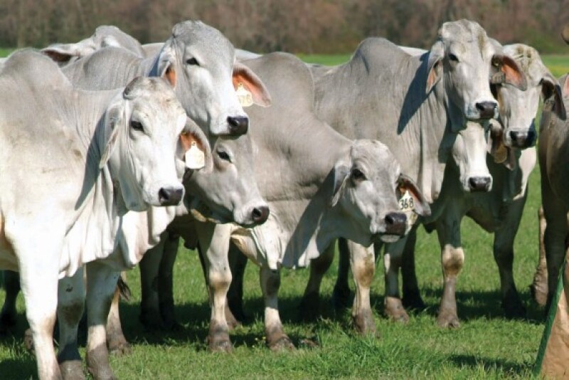 brahman cattle