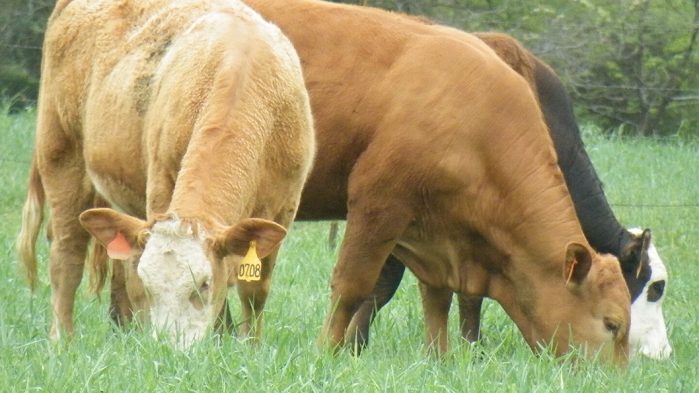 Derrell Peel : Winter Wheat Grazing Prospects