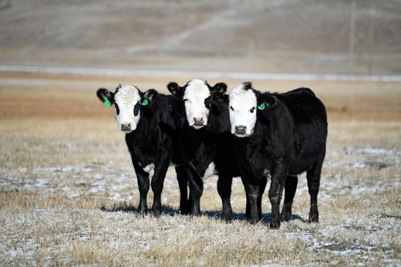 From Selection to Breeding: A Veterinarian’s Guide to Productive ...
