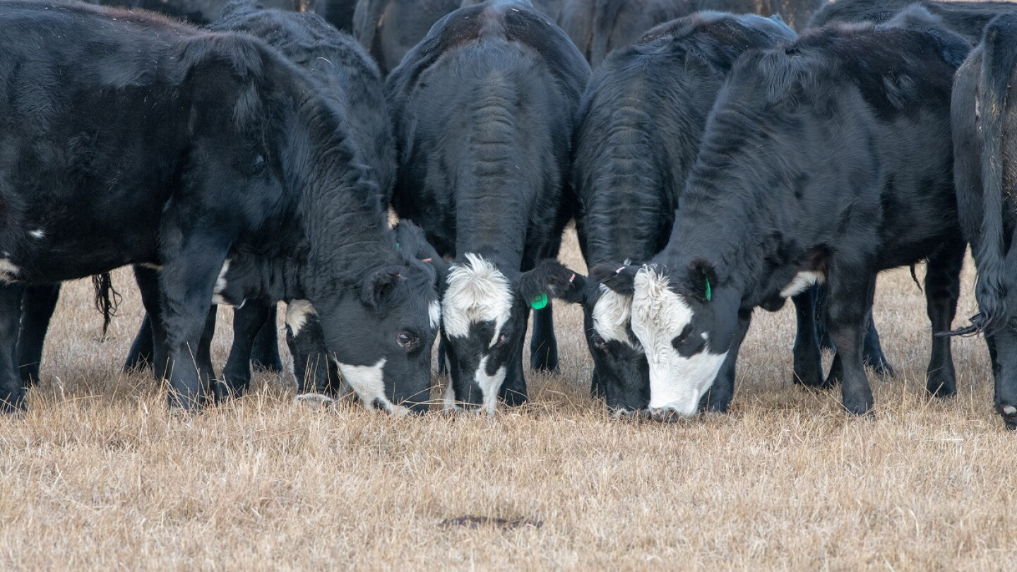 Open Heifers Explained: What You Need to Consider to Increase Preg ...