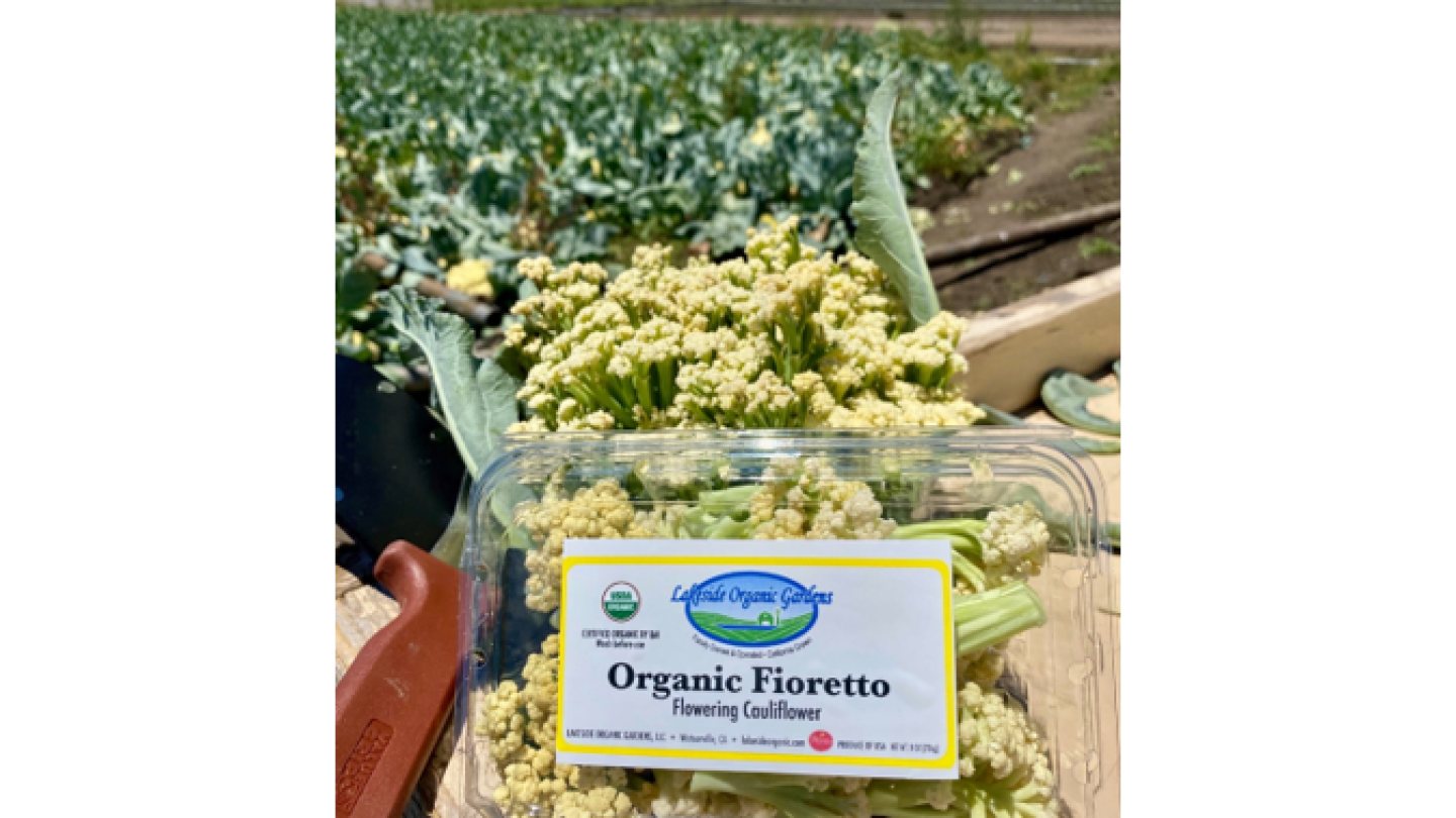 Lakeside Organic Gardens debuts organic fioretto - The Packer