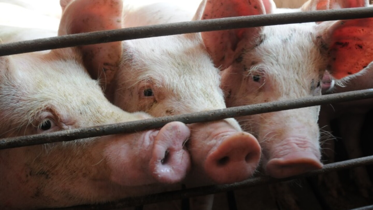 Germany Relaxes More Foot-and-Mouth Restrictions, Hopes Disease ...