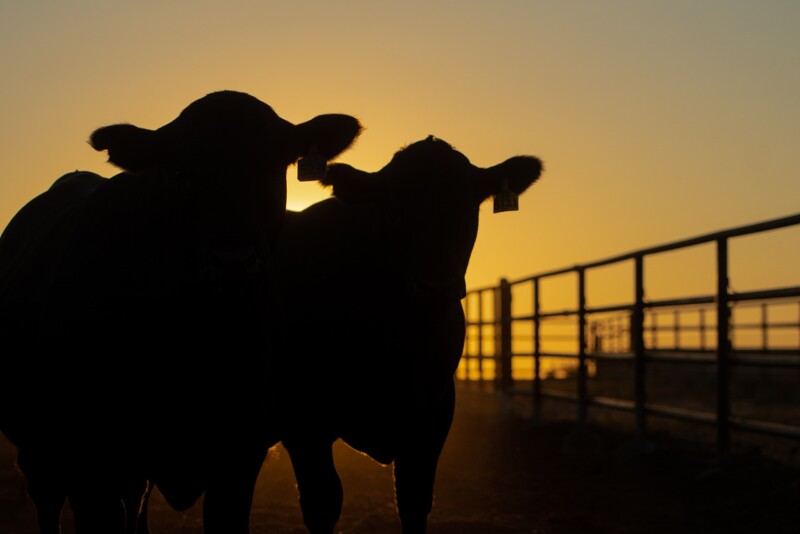18th Gardiner Angus Ranch Fall Production Sale