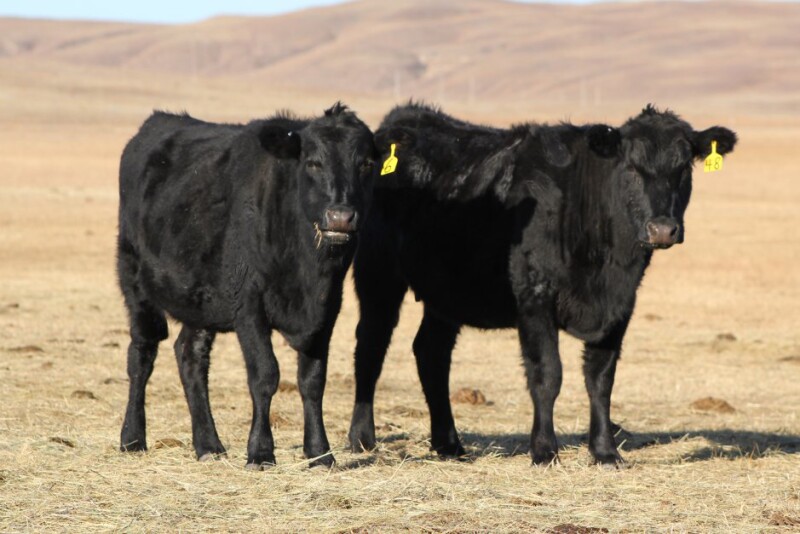 Body Condition Scores: The 7% Rule - Drovers