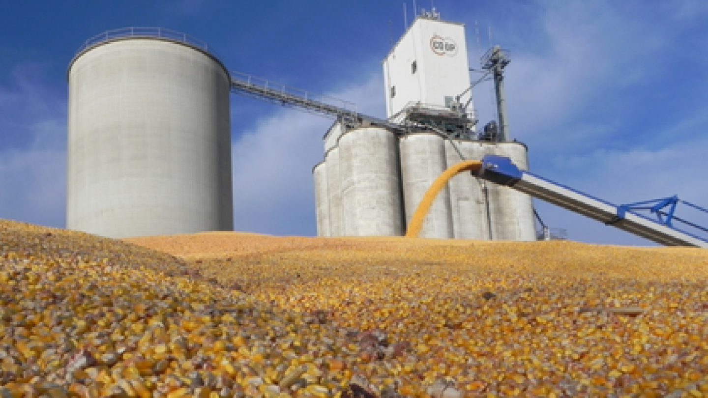 More Than Just Protein: How Technology is Reshaping Distillers Grains ...