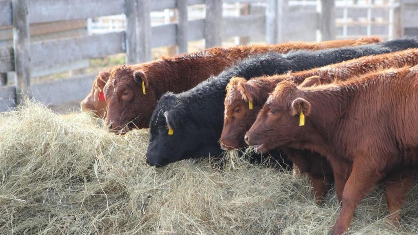 Management Tips for Receiving New Calves Into Feedlot - Drovers