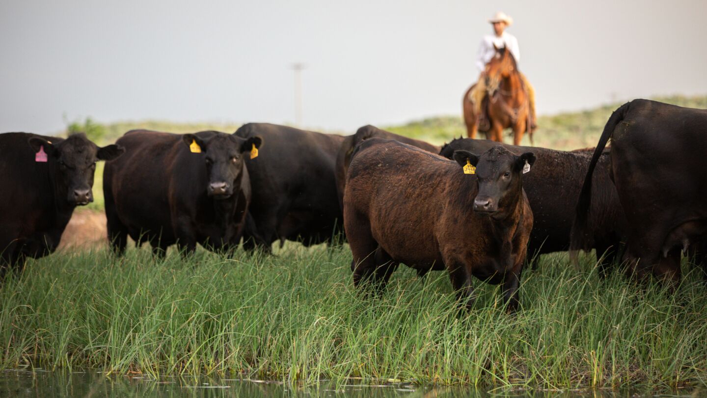 Calving Interval and Gestation Length