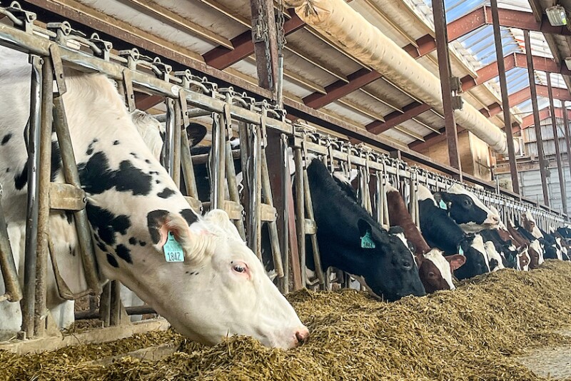 Heifer Prices Start the New Year Strong - Dairy Herd Management