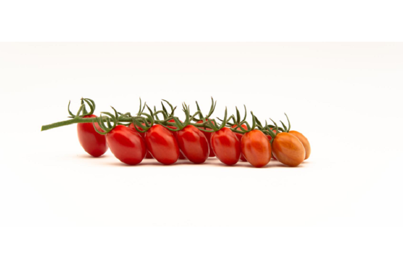 Top Seeds International launches Fanello, its first mini-plum tomato ...