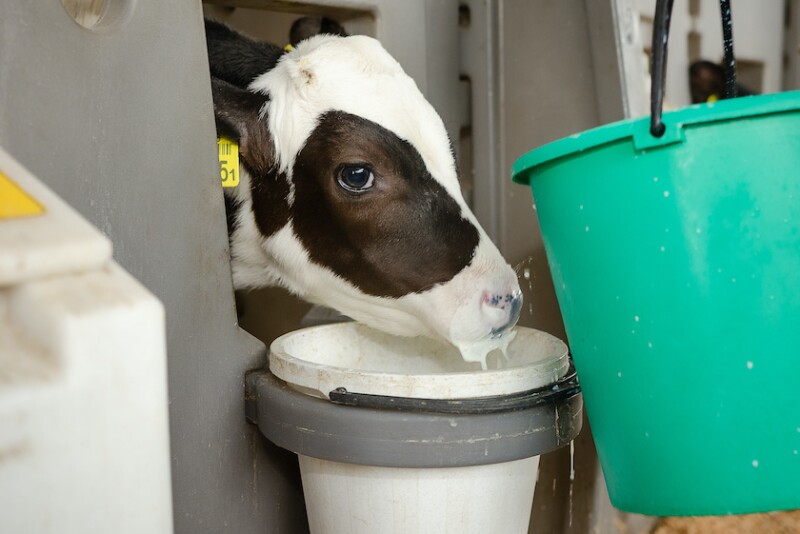 Calf Milk Poses H5N1 Risk, Too - Dairy Herd