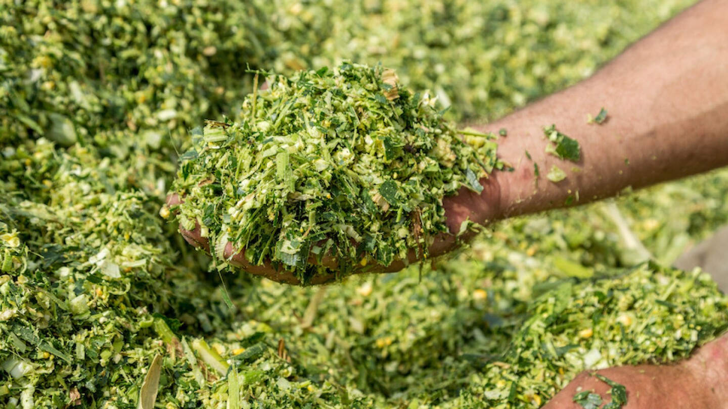 Rust in the Ration: How to Combat Southern Rust’s Impact on Corn Silage ...