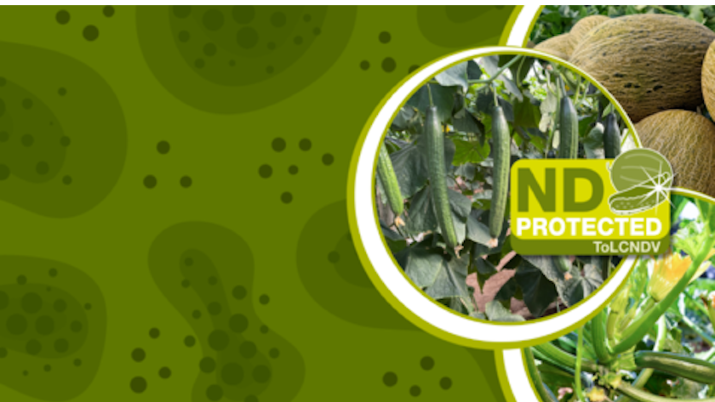 New information center helps growers deal with damaging vegetable virus ...