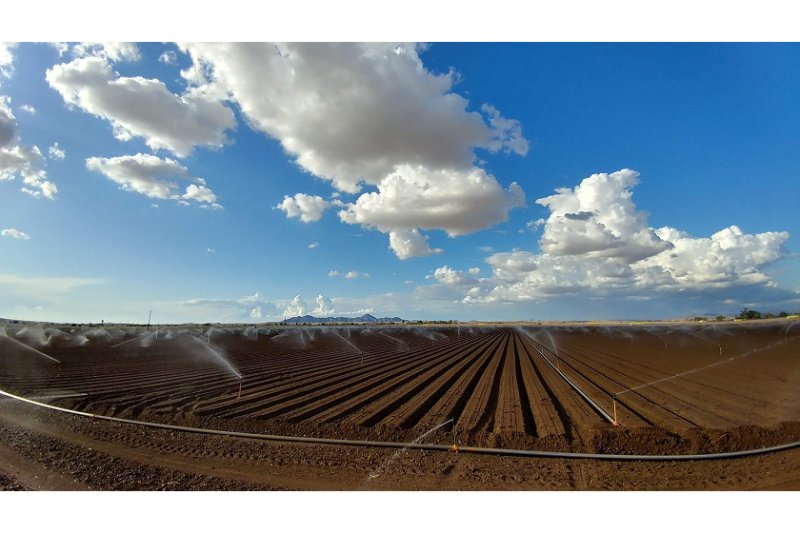 California Leafy Greens Marketing Agreement issues annual report - The ...