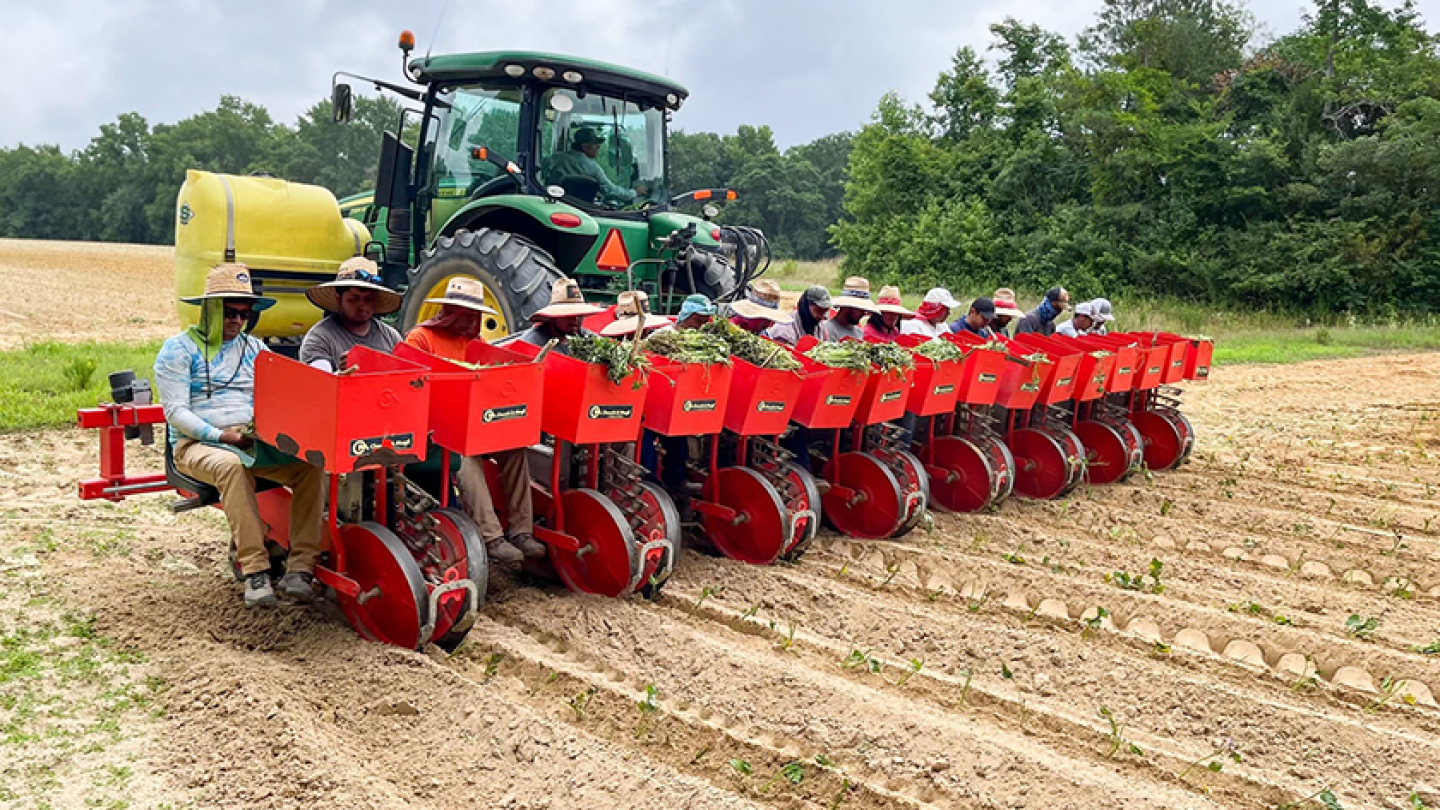 Southern growers gear up for sweet potato harvest - The Packer