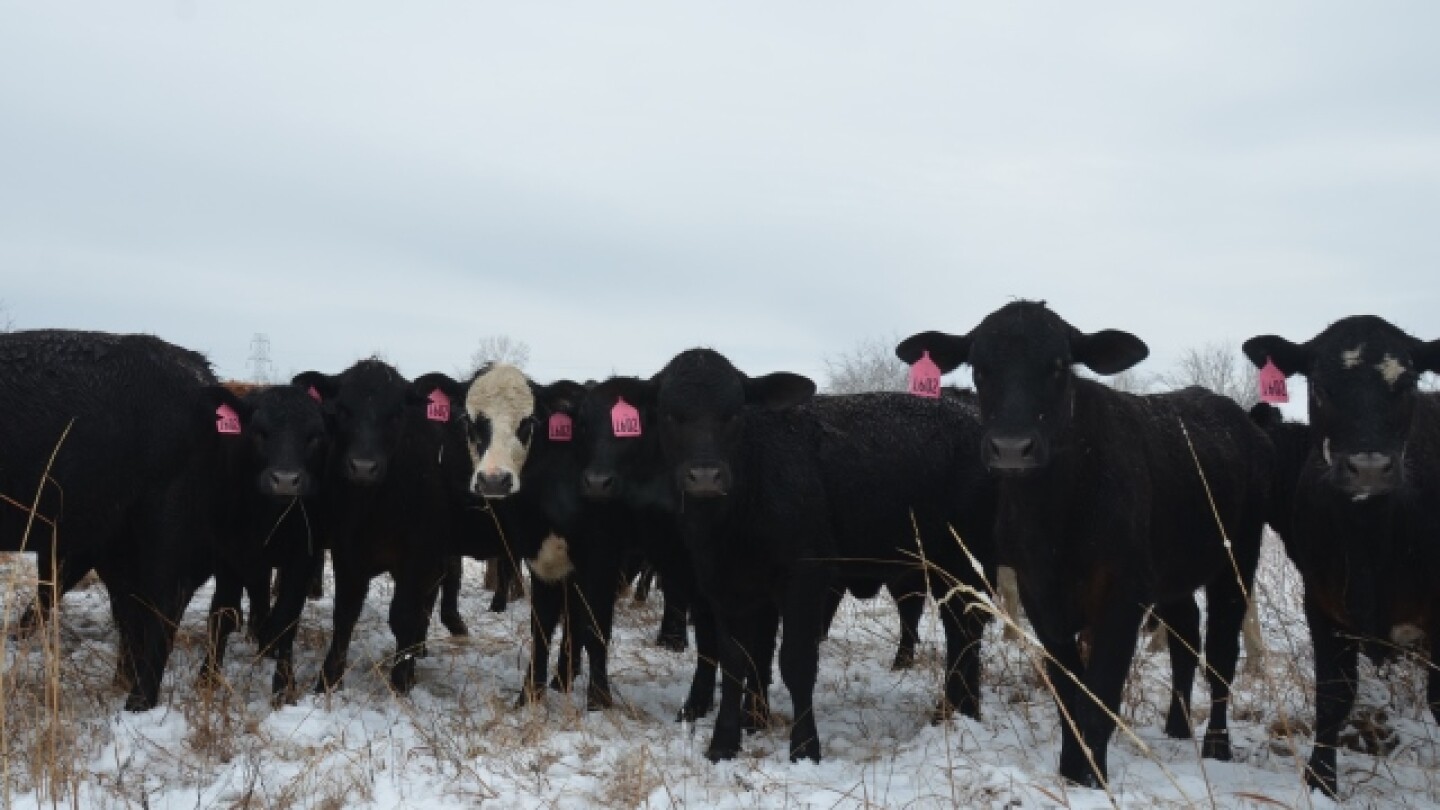Major Snowstorm to Hit U.S. Cattle Herds at Worst Possible Time