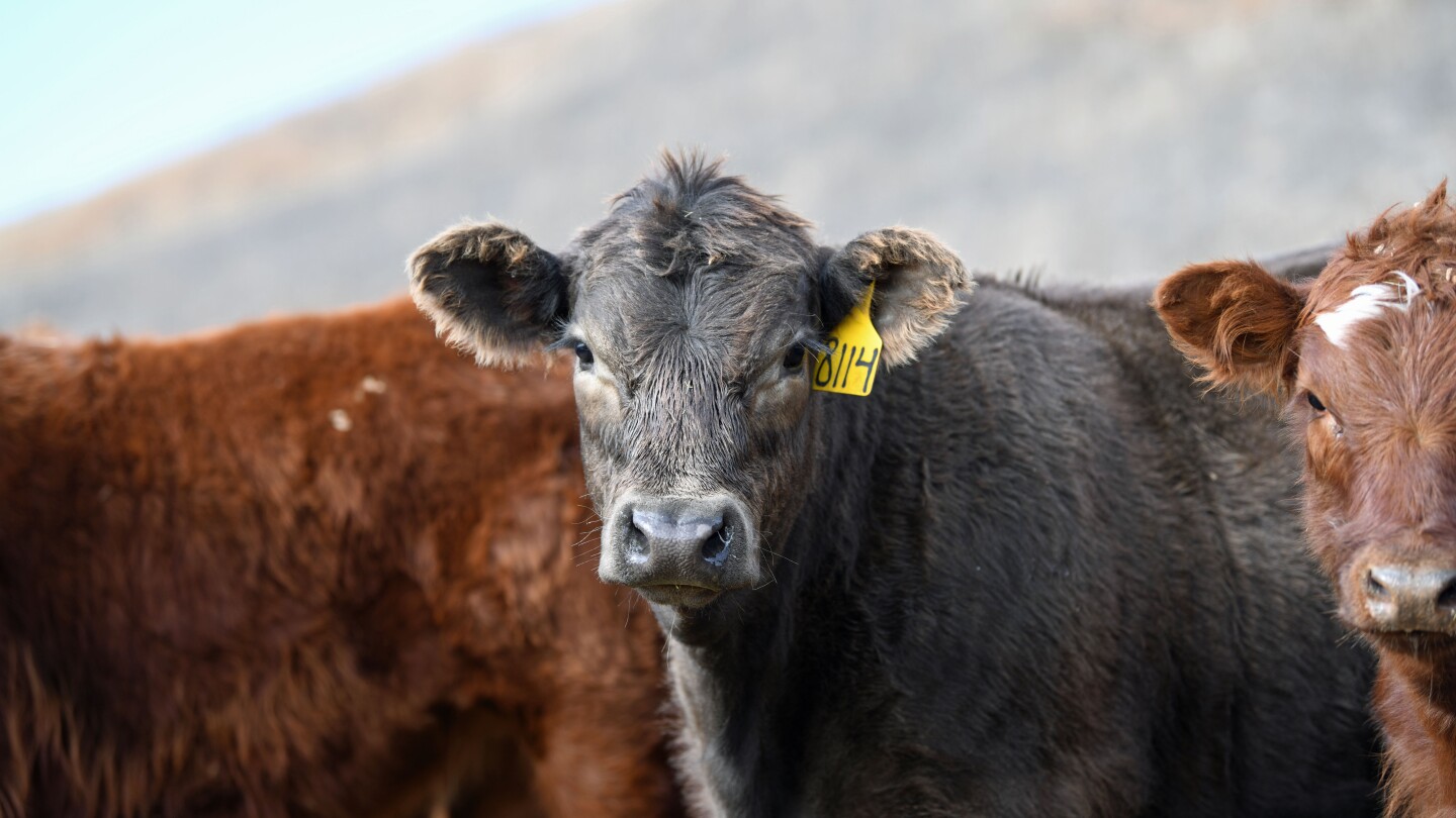 Continued Weakness Across the Cattle and Beef Complex - AgWeb