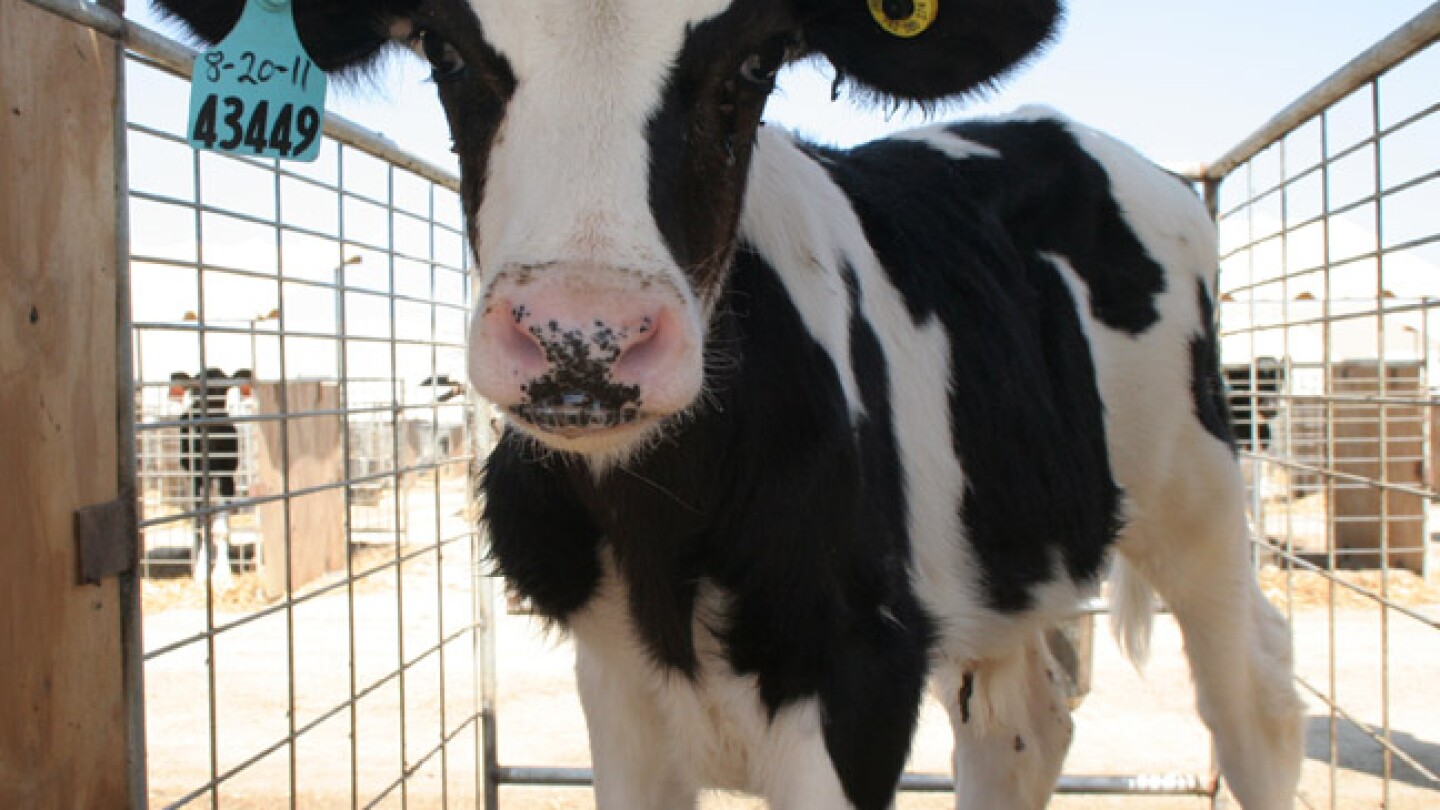 Saputo Implements Progressive Animal Welfare Policy across Global ...