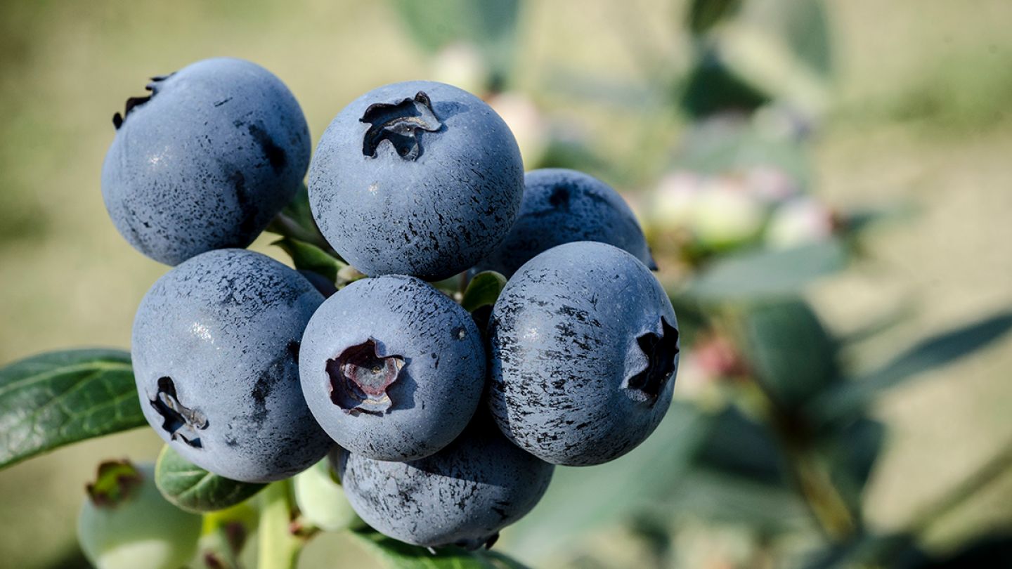 Chile's blueberry industry looks to boost quality - The Packer